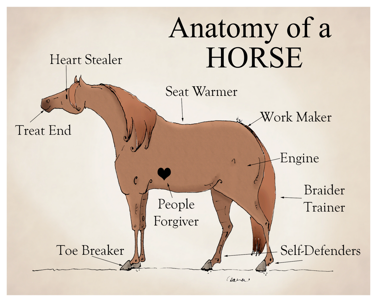 Anatomy of Horse Print