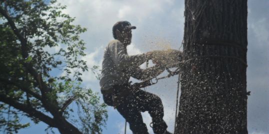 Aldine Tree Services Houston Stump Grinding - Home