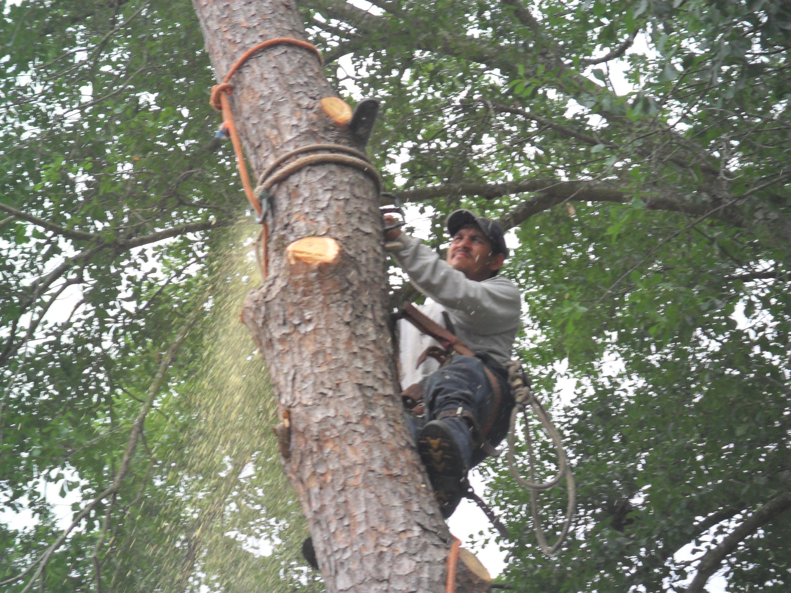 Aldine Tree Services Houston Stump Grinding - Home