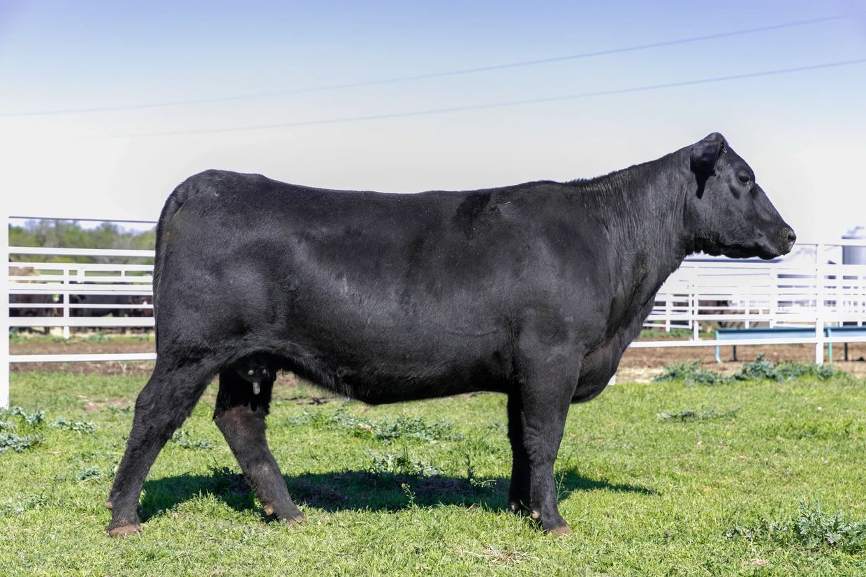 Lesikar Ranch - Registered Angus, Agriculture, Angus