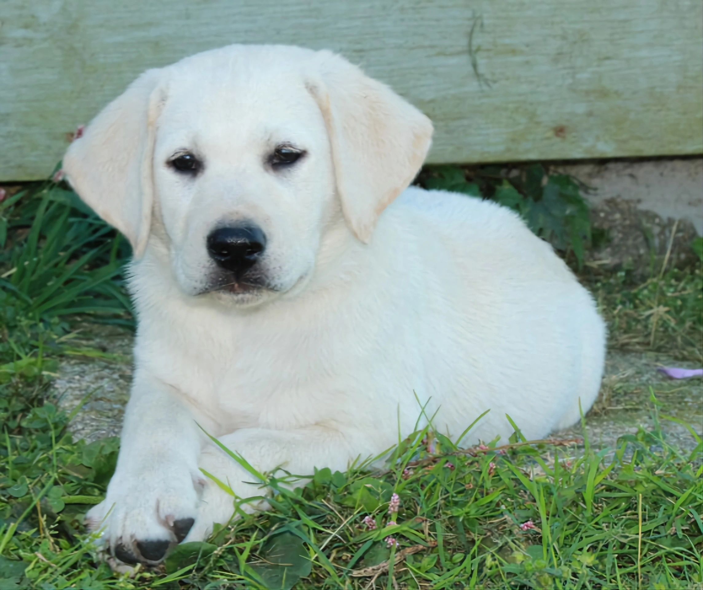 Labrador Retriever Puppies for Sale | Clear Ridge Labradors