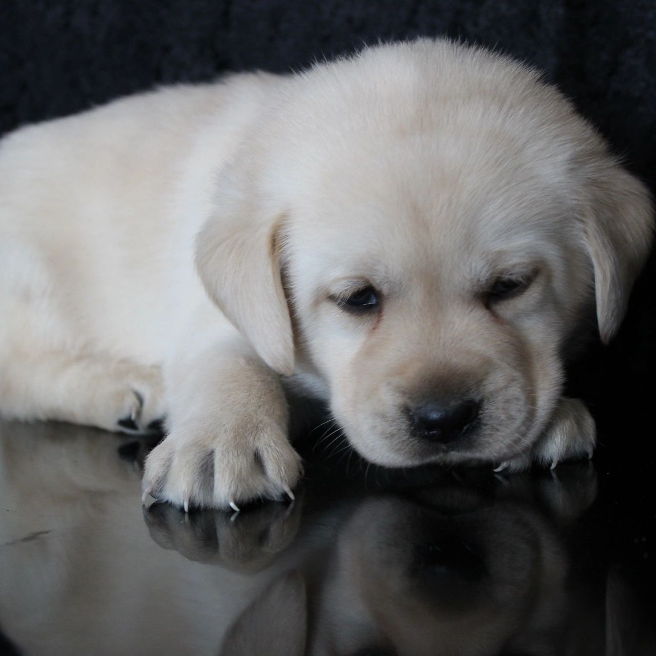 Labrador Retriever Puppies for Sale | Clear Ridge Labradors