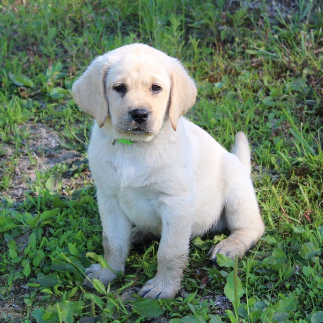 Labrador Retriever Puppies for Sale | Clear Ridge Labradors