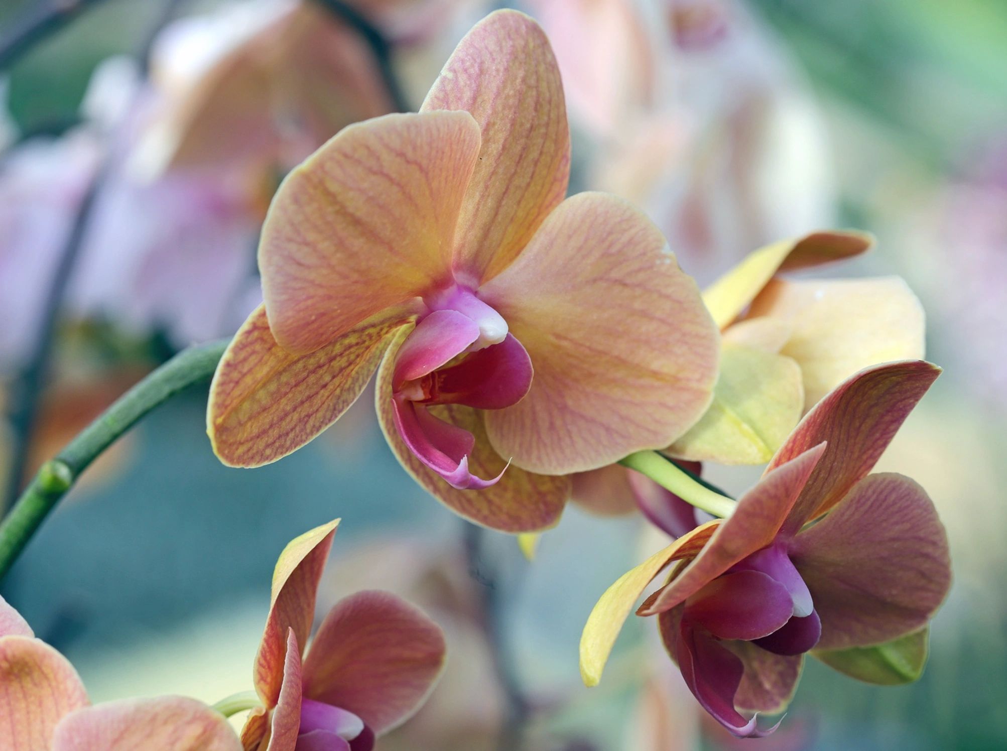 home [markphoenixphotography.com]