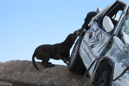Arizona Search Dogs - Disaster Search, Fire Department, Search Dogs