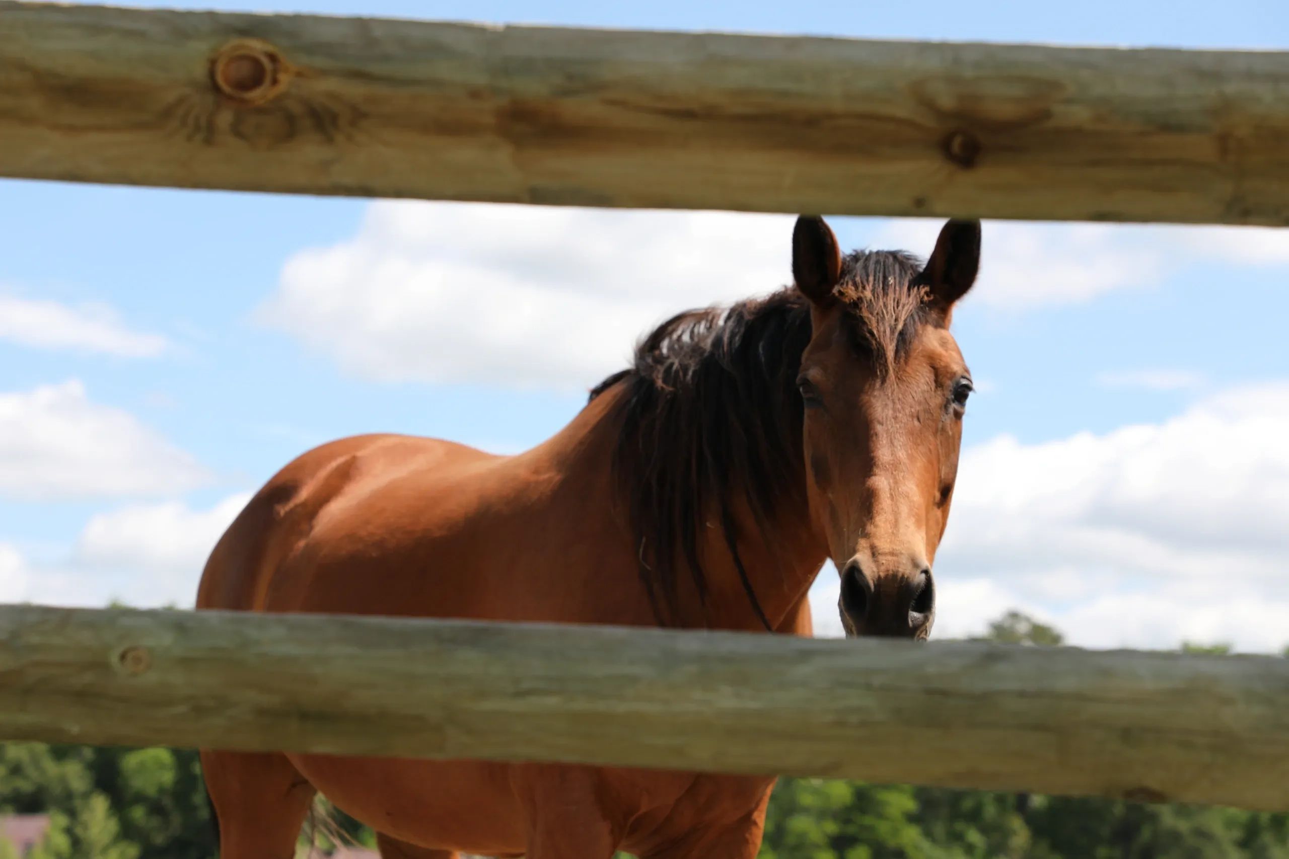 Gallery | Amber View Vineyard