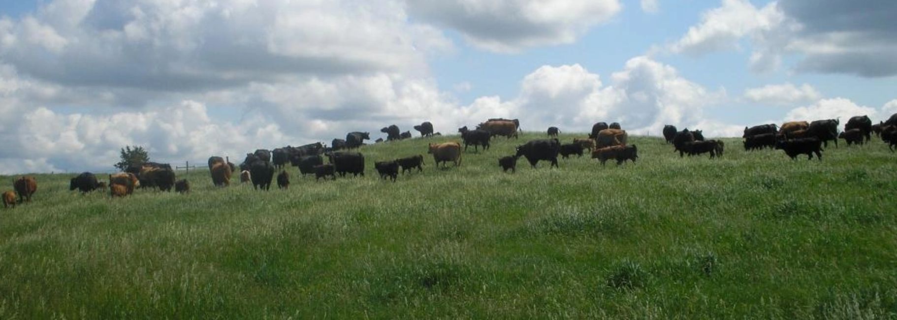 Stockmanship | Cattle Handling & Stockmanship Skills