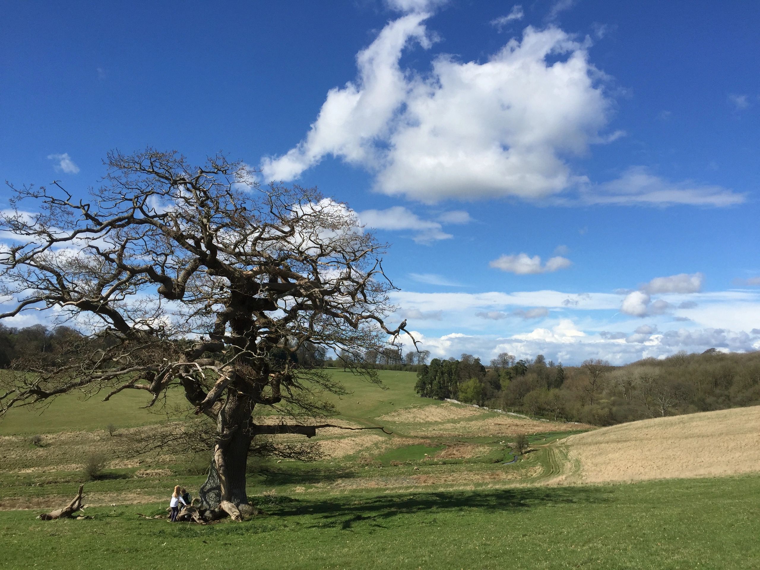 Cotswold Bird Surveys