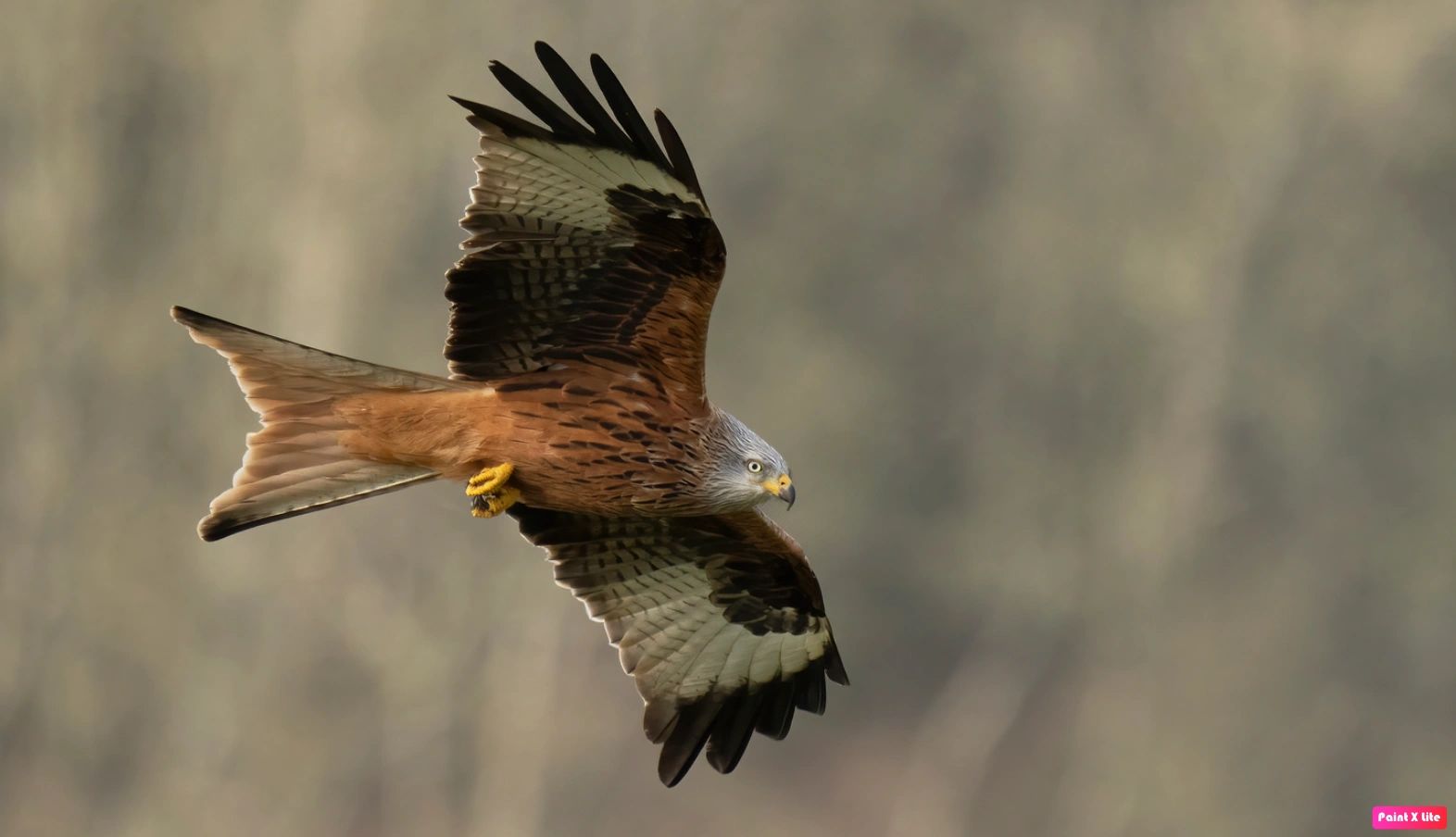 Cotswold Bird Surveys