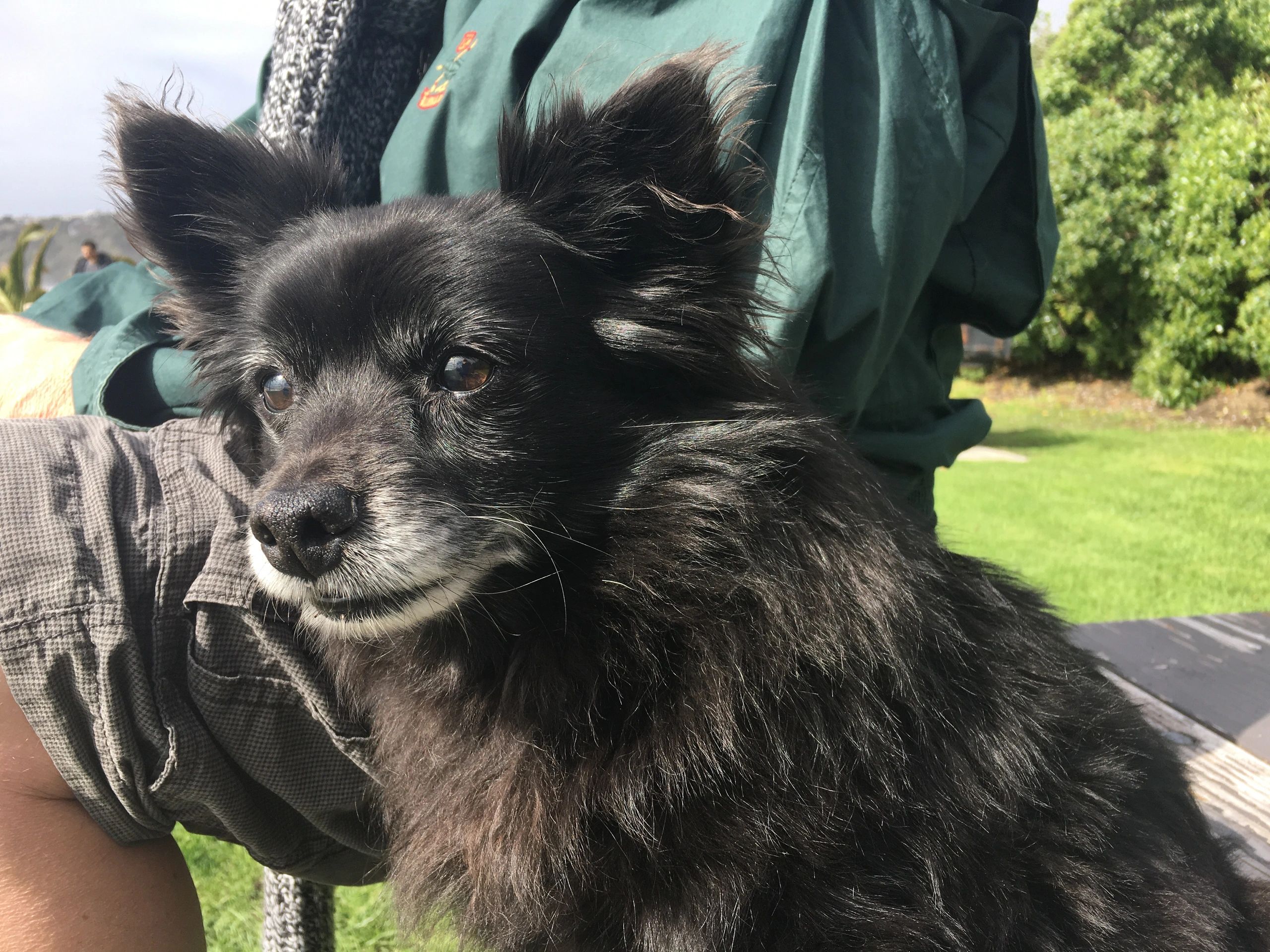 How Teddy, a Senior Rescue Dog, Transformed Through Training