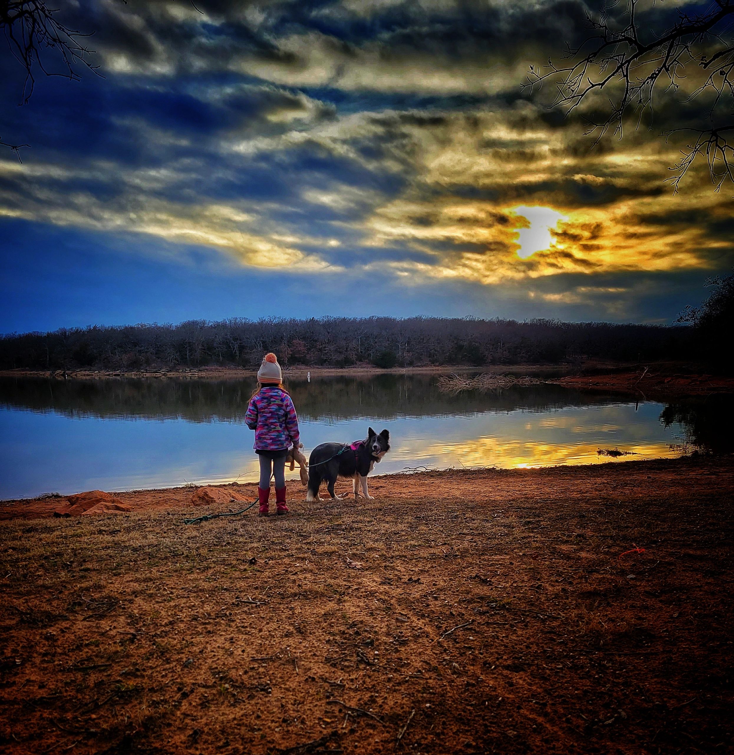 Available puppies | Adventure 5 Border Collies