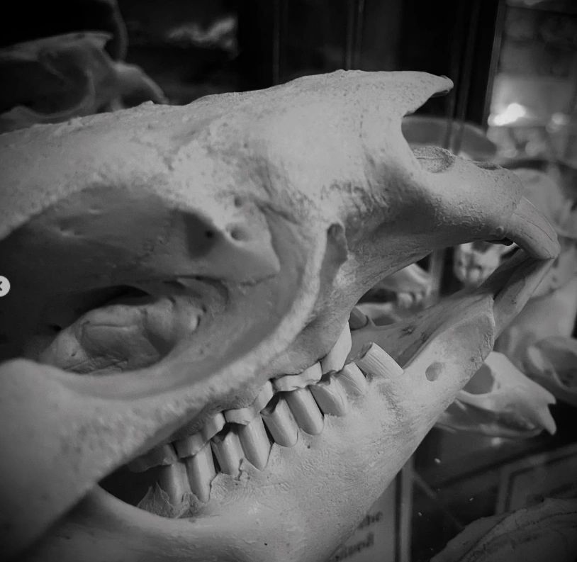 The Skullatorium: Skull Museum and Oddities Parlor