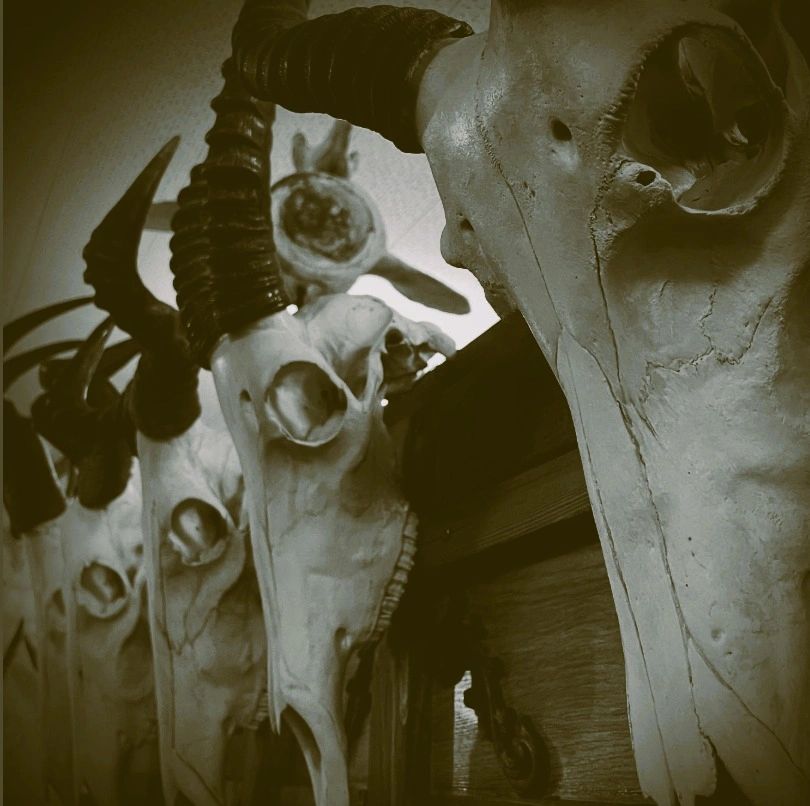 The Skullatorium: Skull Museum and Oddities Parlor