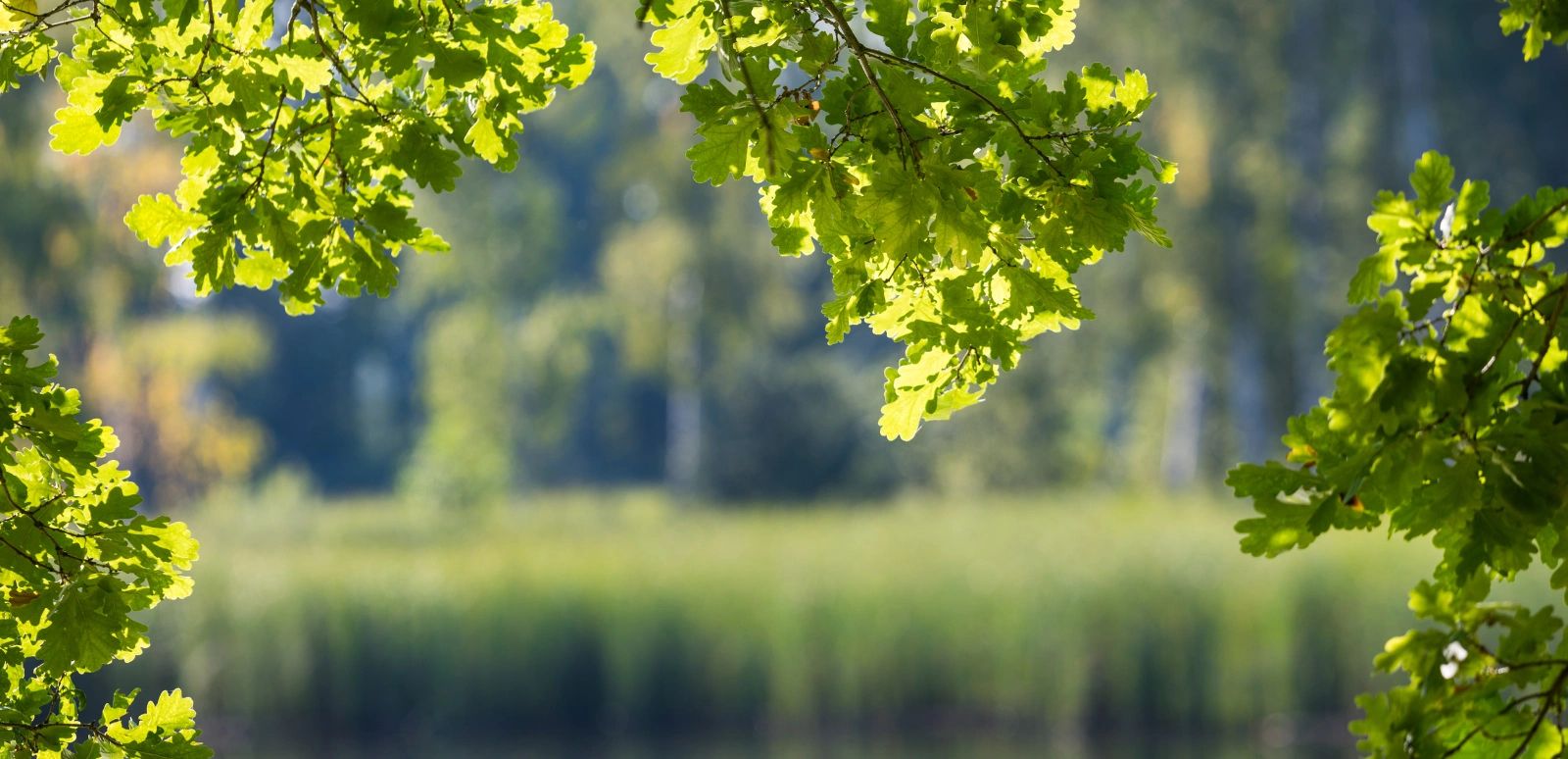 Home | Quality Tree Services by Nick's Tree Service