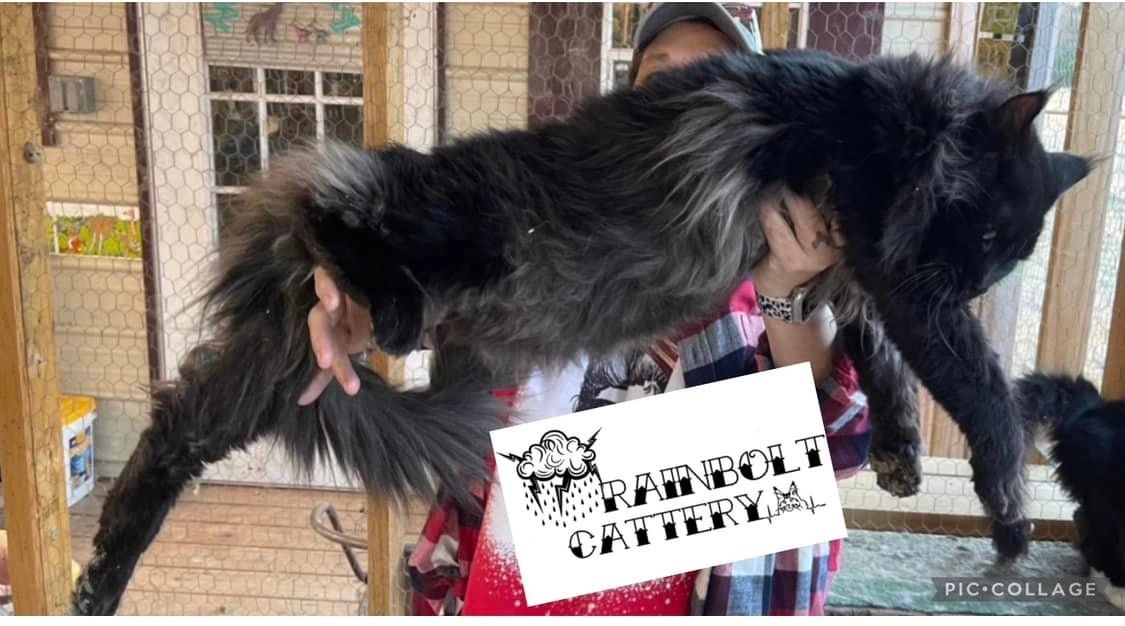 TICA REGISTERED Maine Coon Kittens and Cats - Rainbolt Maine Coons