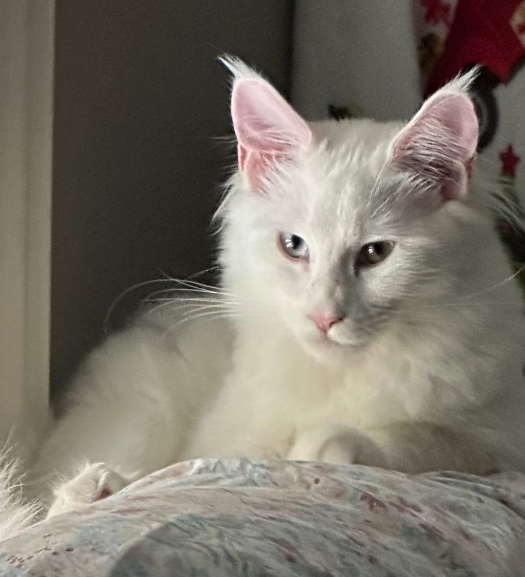 TICA REGISTERED Maine Coon Kittens and Cats - Rainbolt Maine Coons