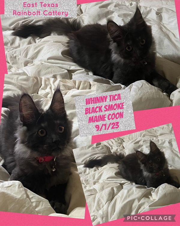 TICA REGISTERED Maine Coon Kittens and Cats - Rainbolt Maine Coons