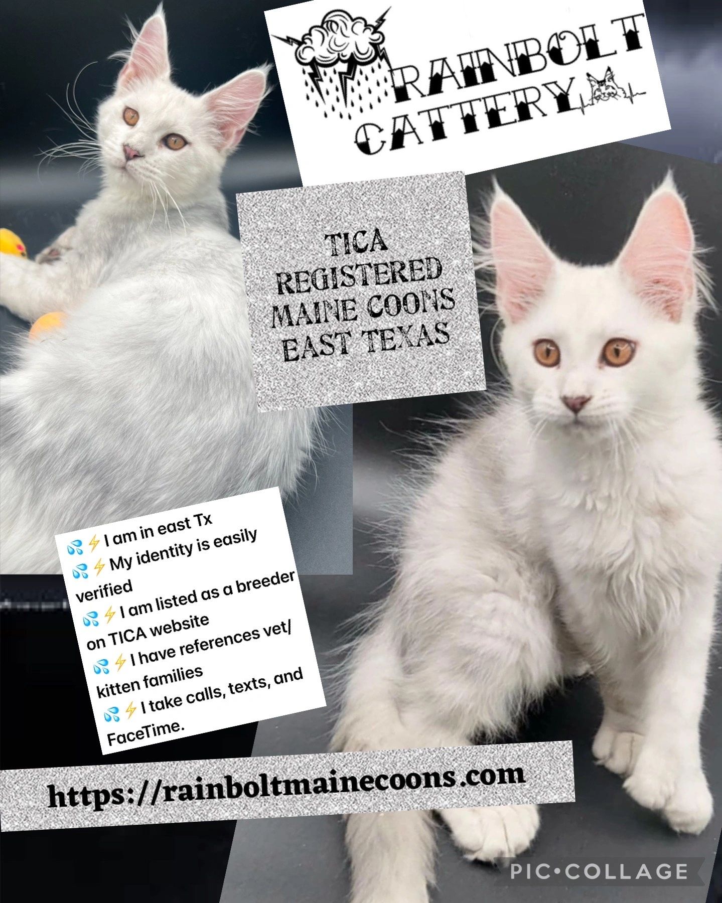 TICA REGISTERED Maine Coon Kittens and Cats - Rainbolt Maine Coons