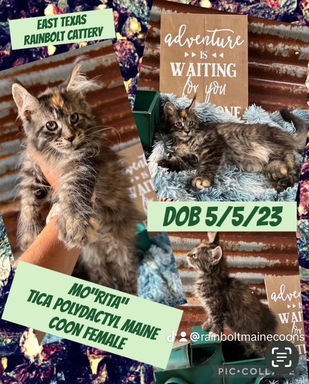 TICA REGISTERED Maine Coon Kittens and Cats - Rainbolt Maine Coons