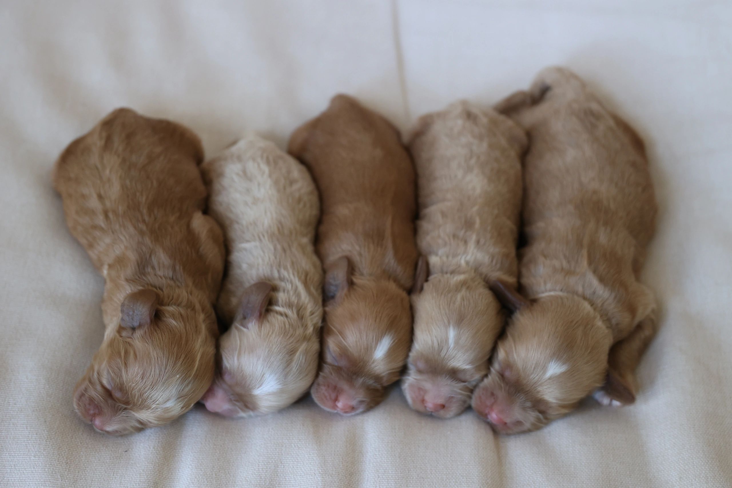 Top Mini Poodle & Doodle Breeders in Oklahoma - Adorable Puppies for Sale