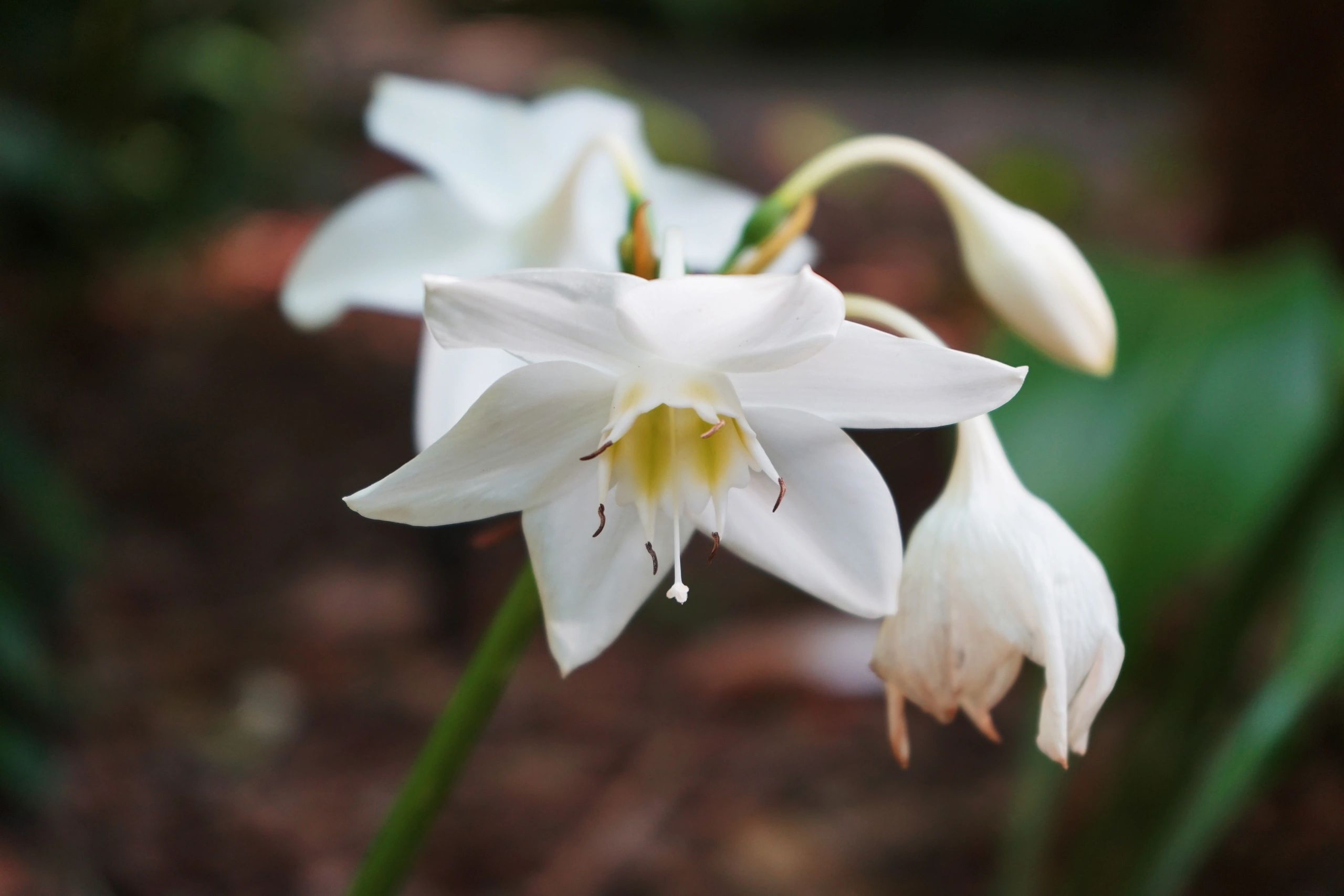 Stacy Ray Photography