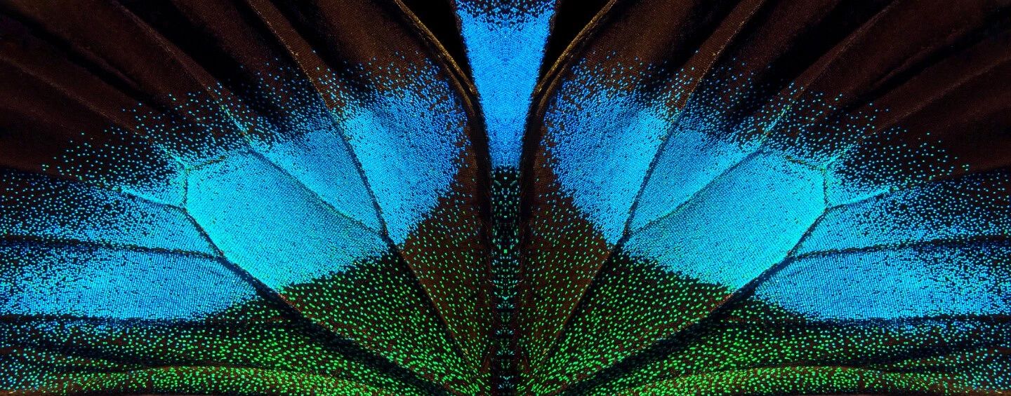 Blue Moth Consulting