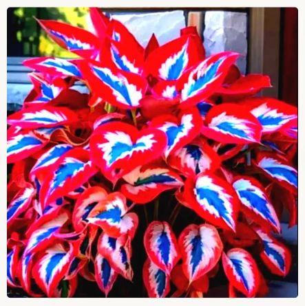 Red, White, and What in the World?