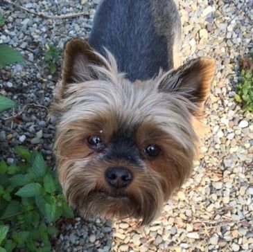 Animal Talk With Jackie - Pet Reading, Animal Reiki