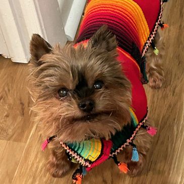 Animal Talk With Jackie - Pet Reading, Animal Reiki