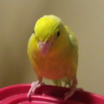 Animal Talk With Jackie - Pet Reading, Animal Reiki