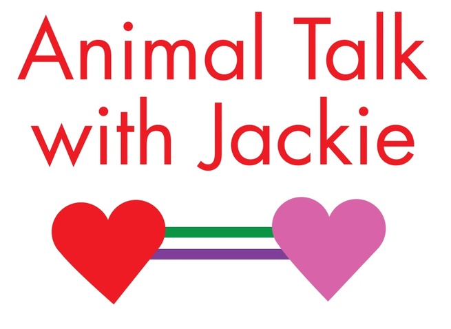 Gift Certificates | Animal Talk With Jackie