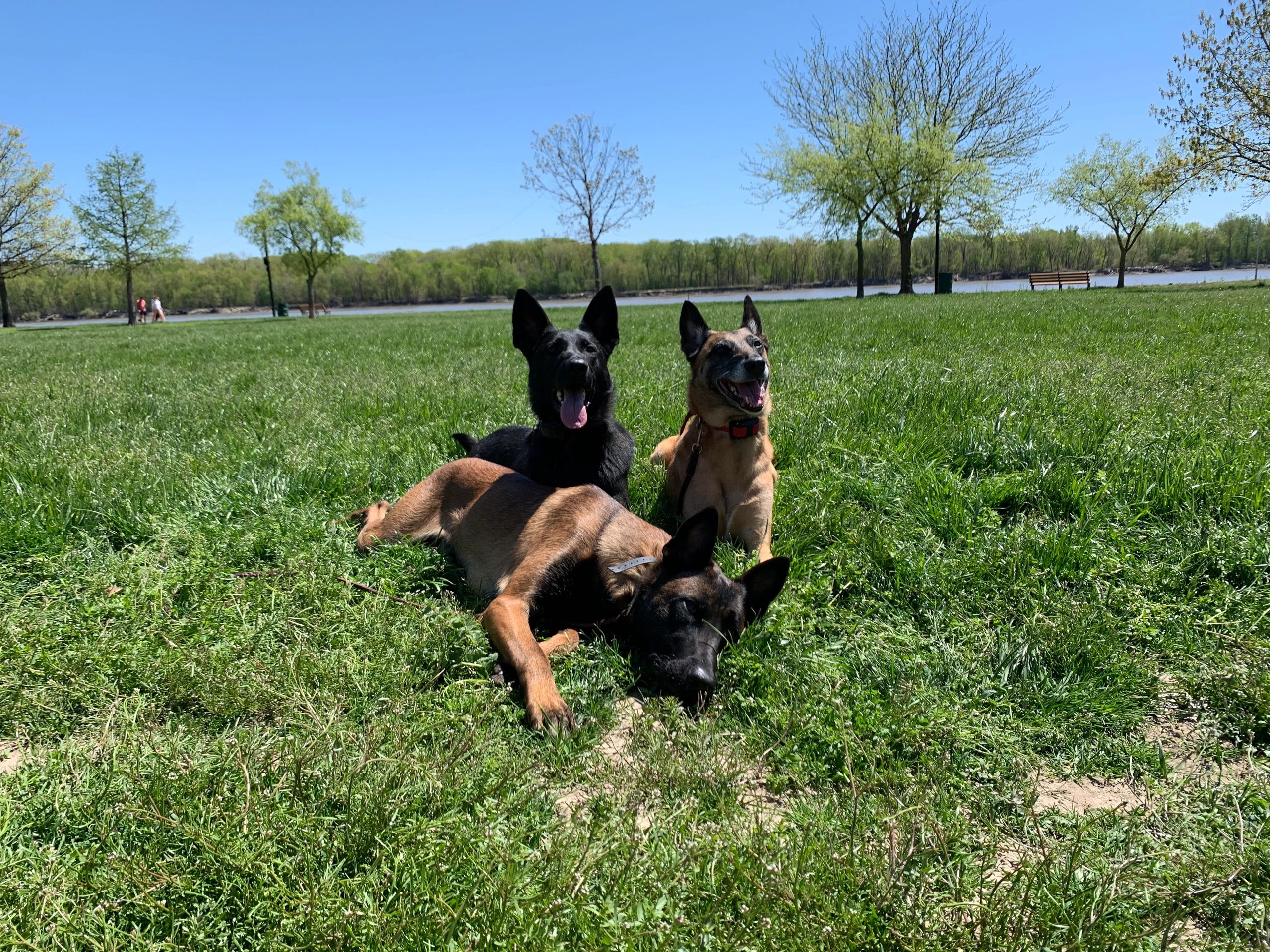 STL Dog Works - Dog Training - St. Louis, Missouri