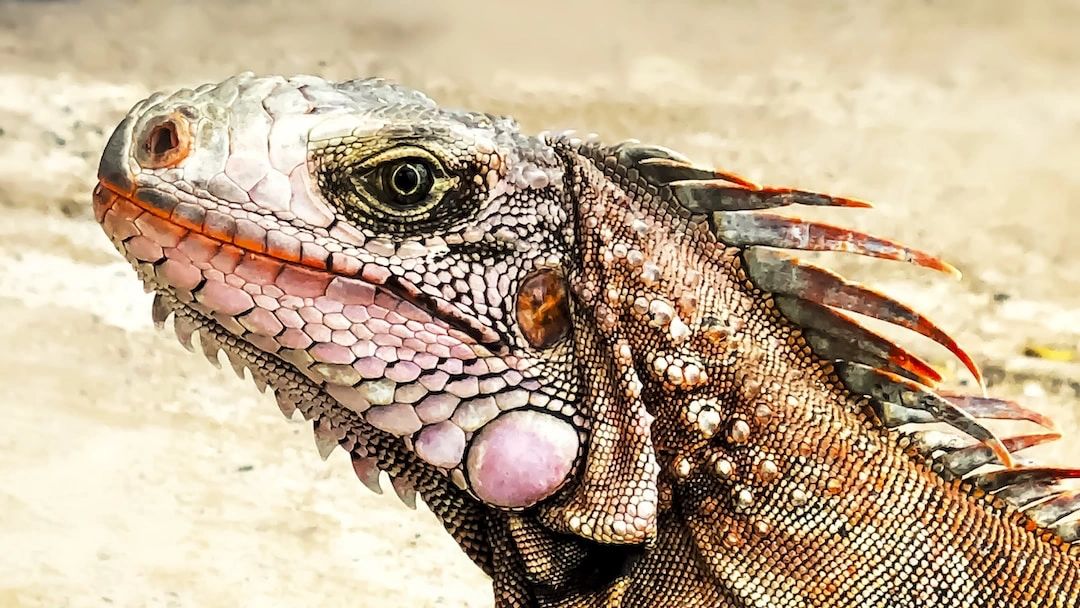 Lizard Extinction Agency