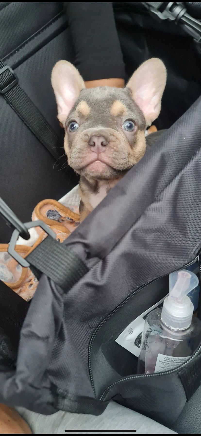 Introducing the ‘stay’ command