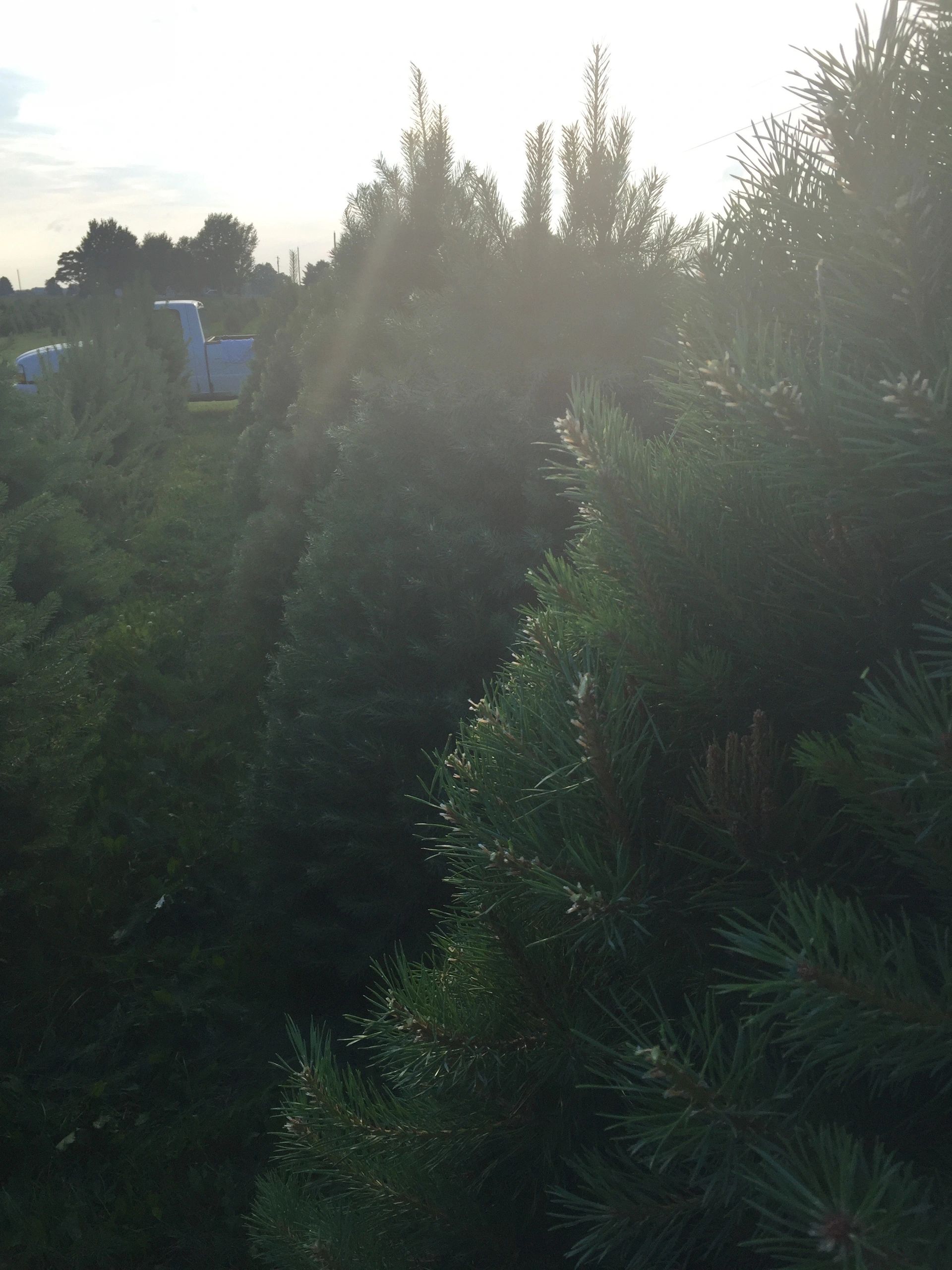Flickinger Farms - Christmas Tree Farm - Wakarusa, Indiana