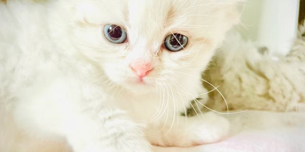 Kittens - Central Iowa Ragdolls and Ragamuffins