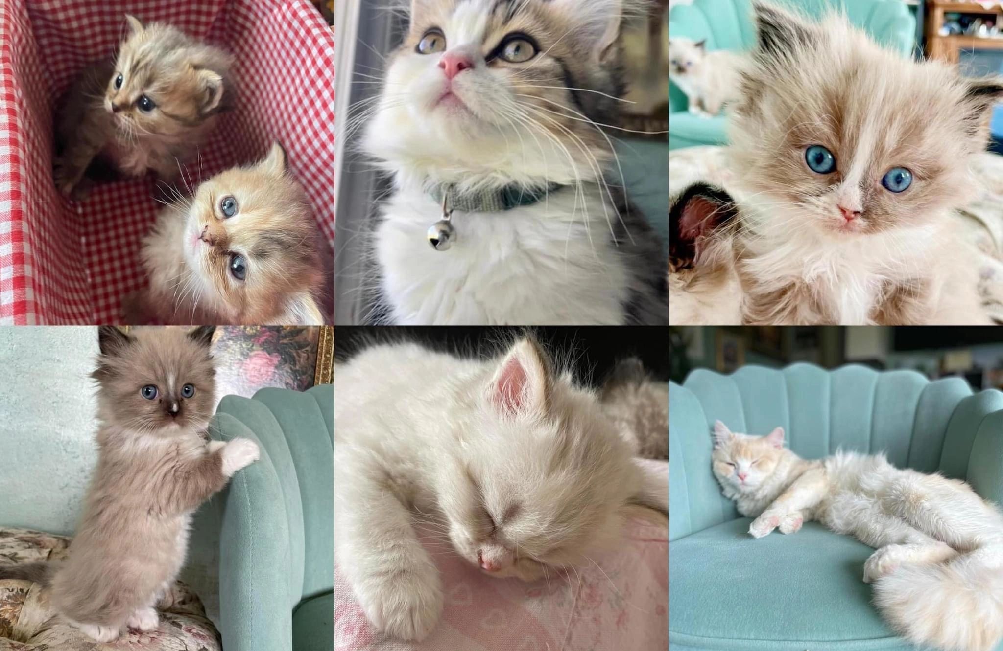 Kittens - Central Iowa Ragdolls and Ragamuffins