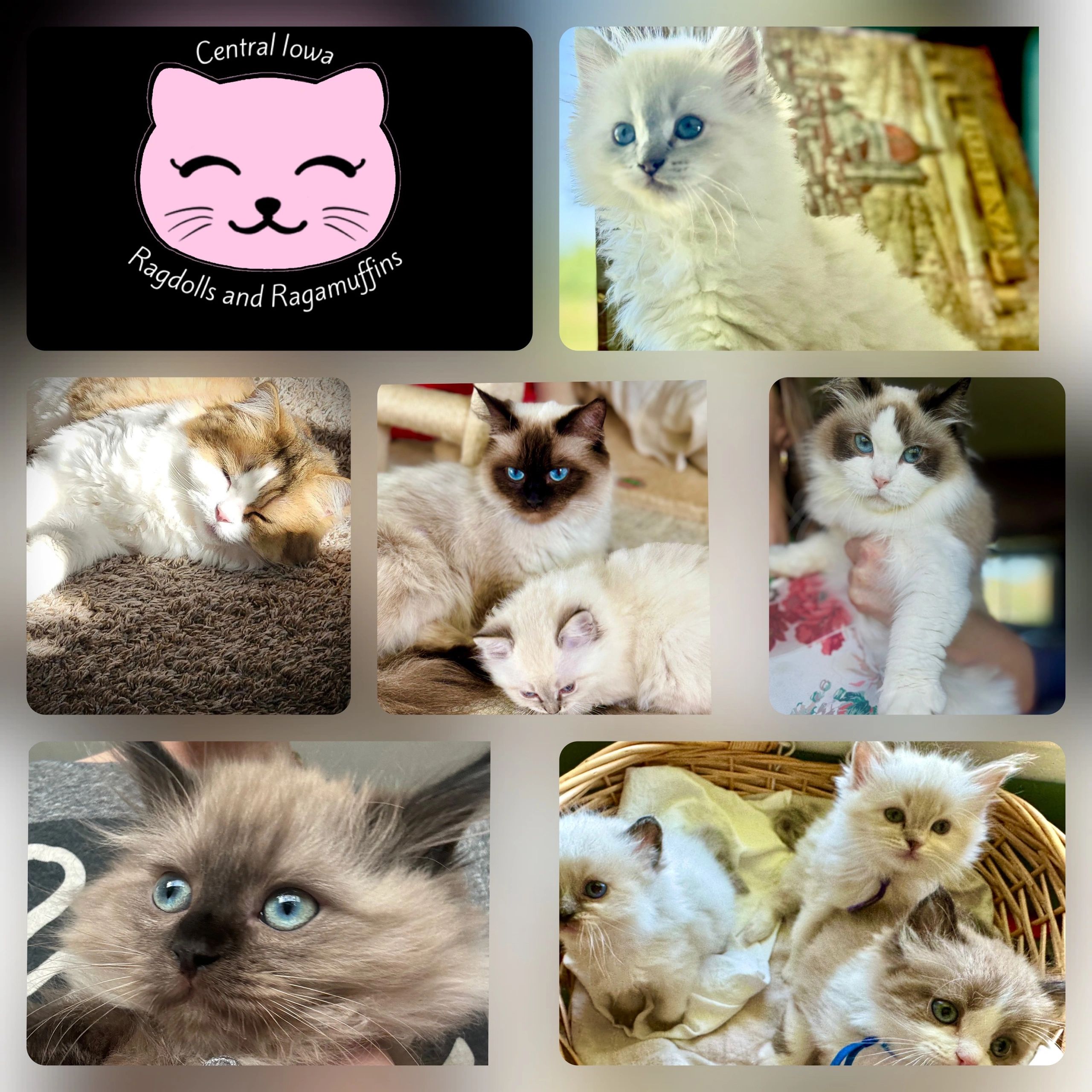 Kittens - Central Iowa Ragdolls and Ragamuffins