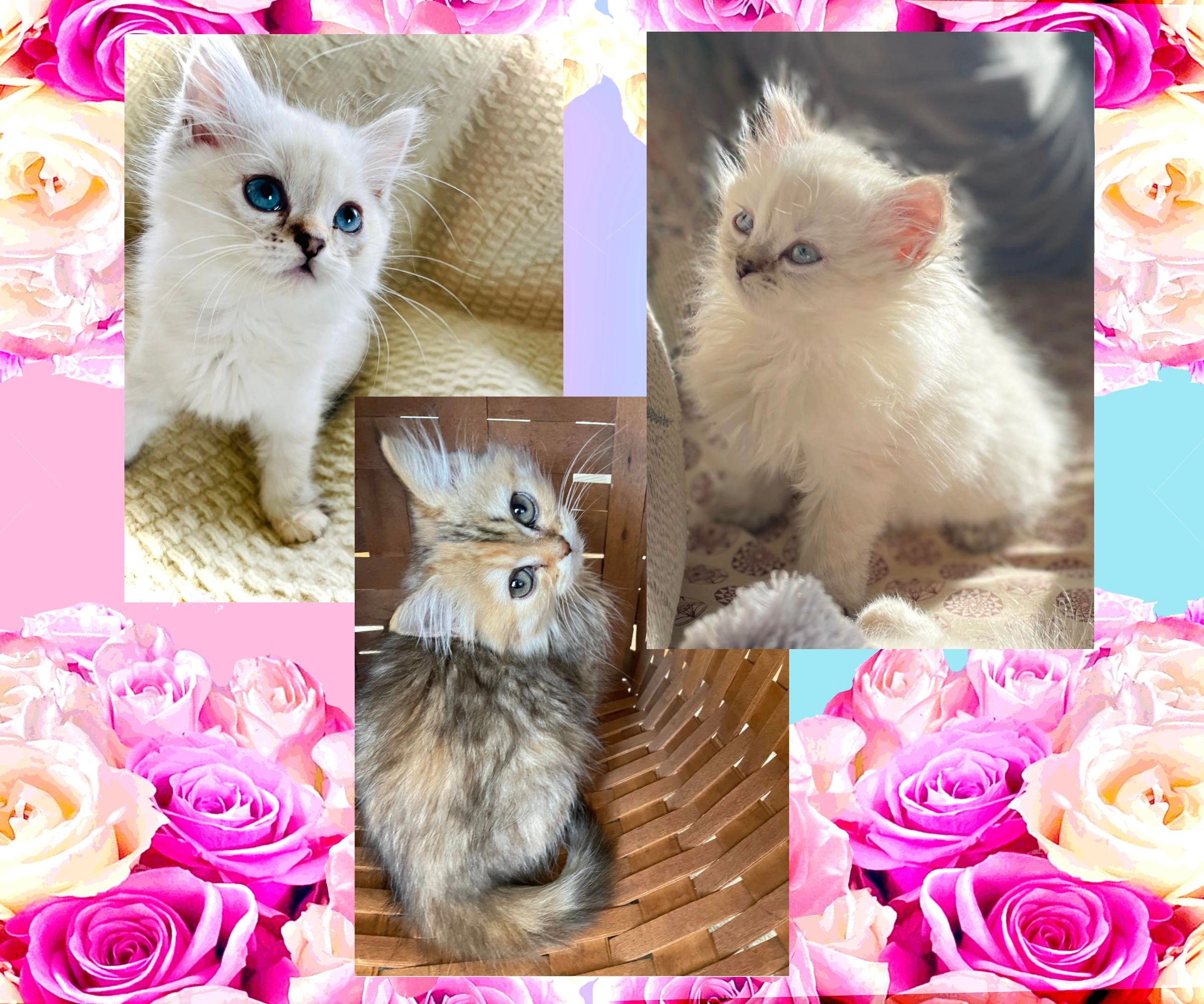 Central Iowa Ragdolls and Ragamuffins