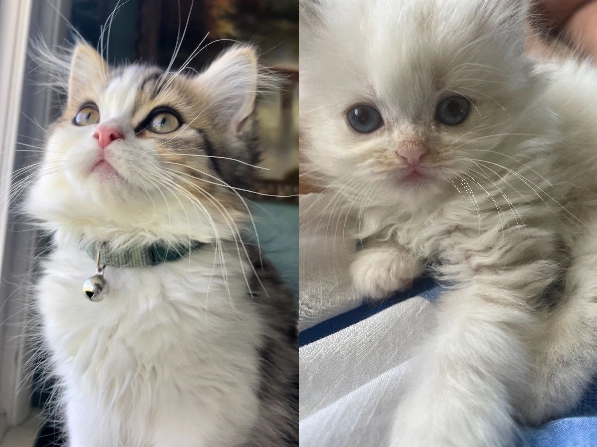 Central Iowa Ragdolls and Ragamuffins