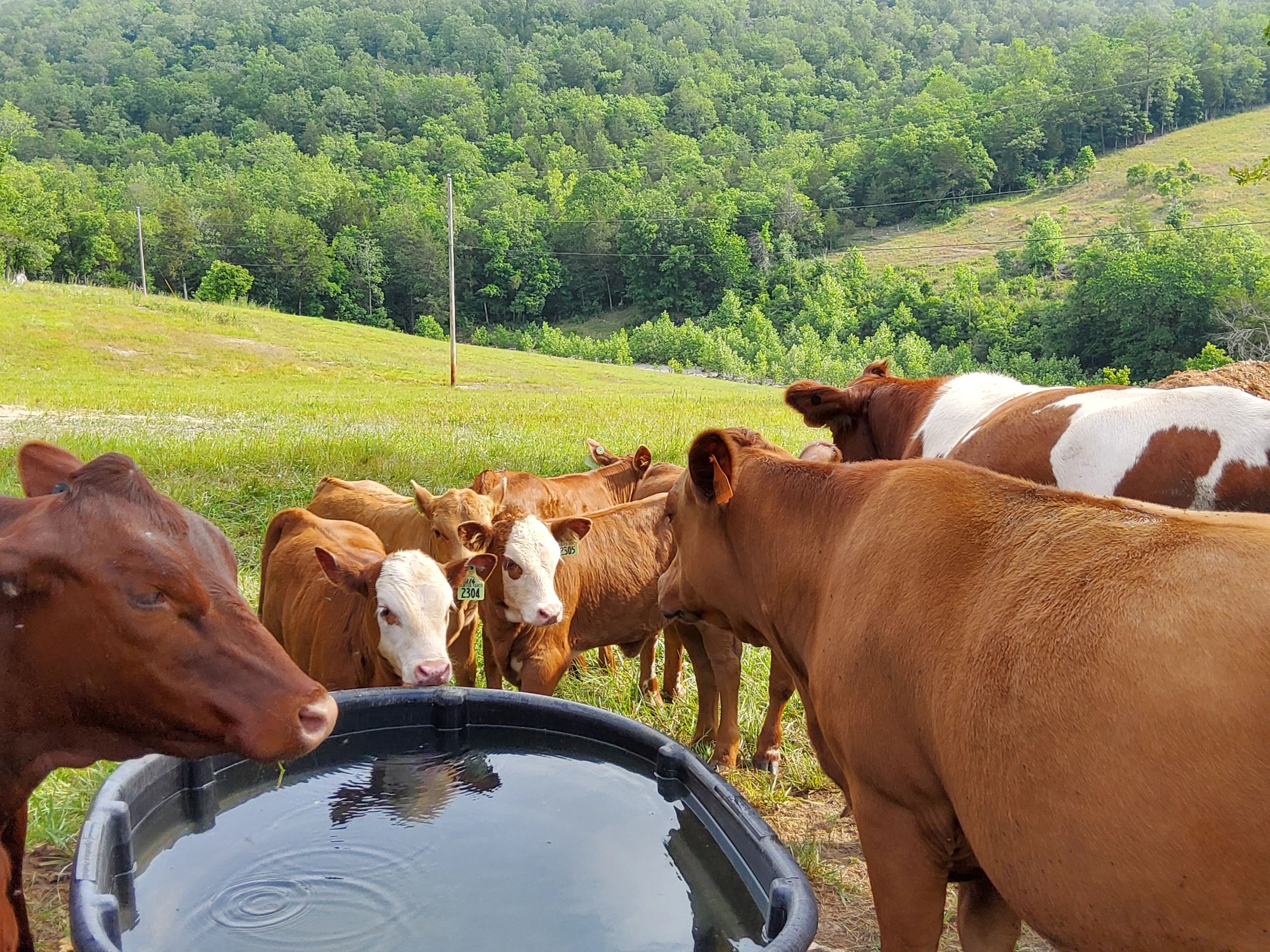 South Poll Cattle | Grassfed Grass Finished | Hunter Cattle Ranch