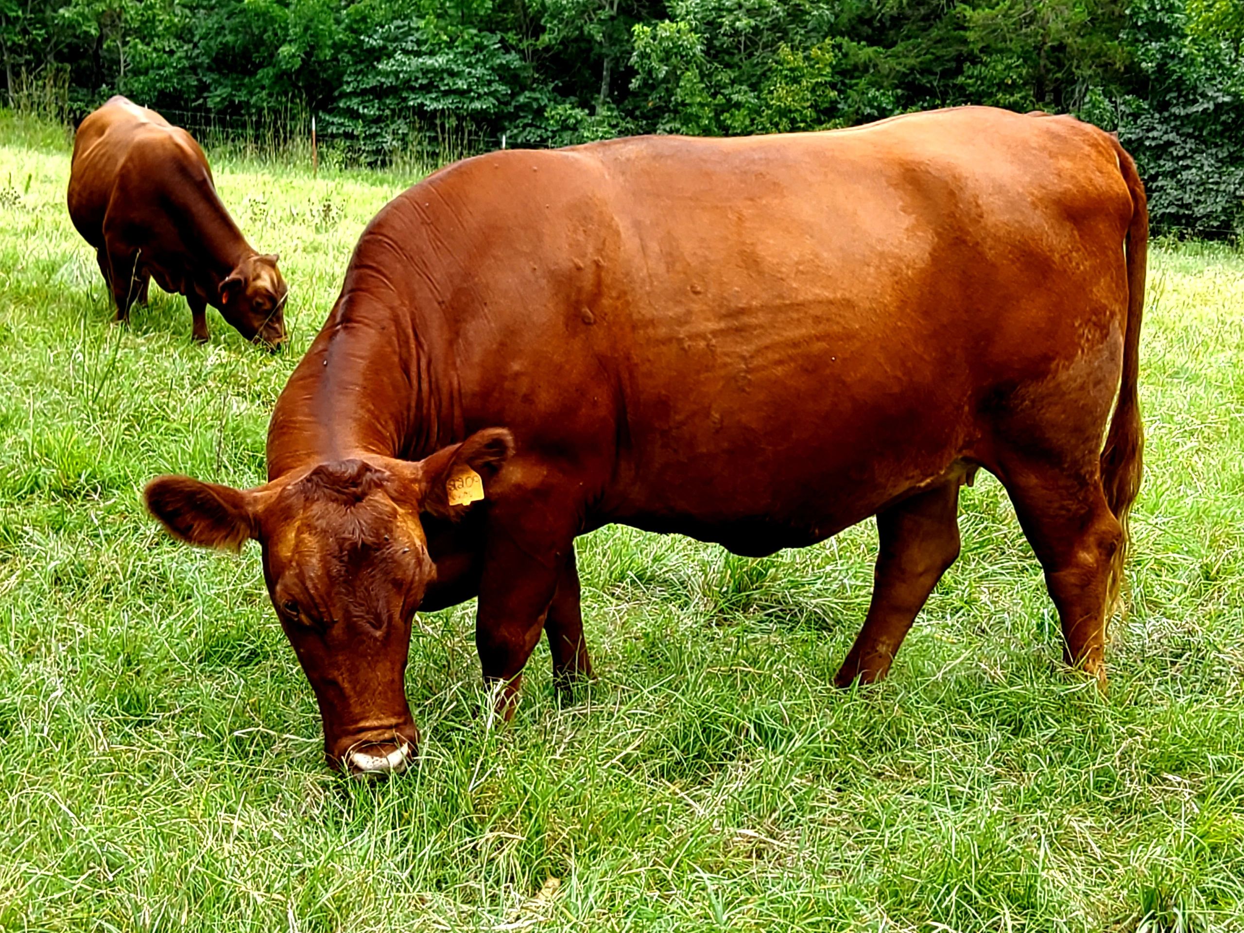 The Benefits of Grass-Fed and Grass-Finished Cattle Farming grassfed cattle