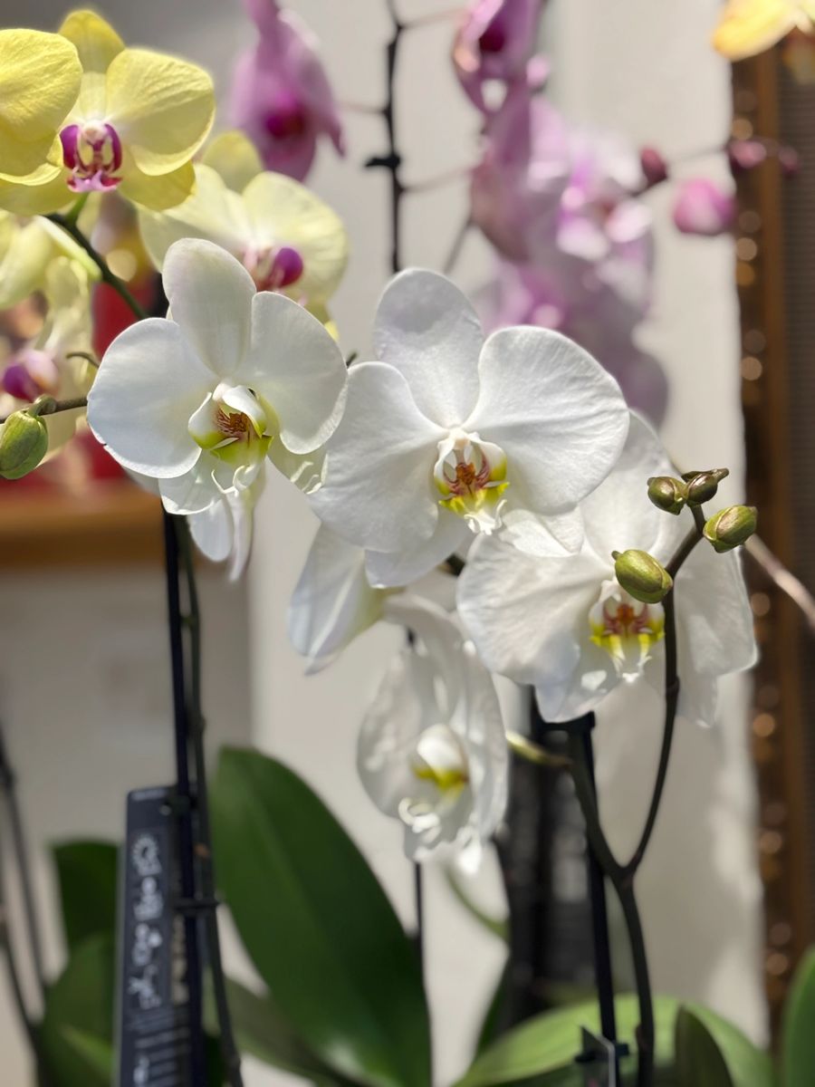 single orchid plant