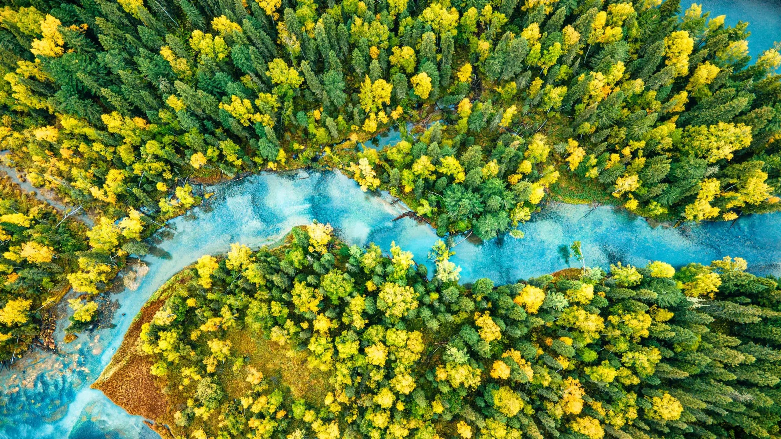 Tree and the River