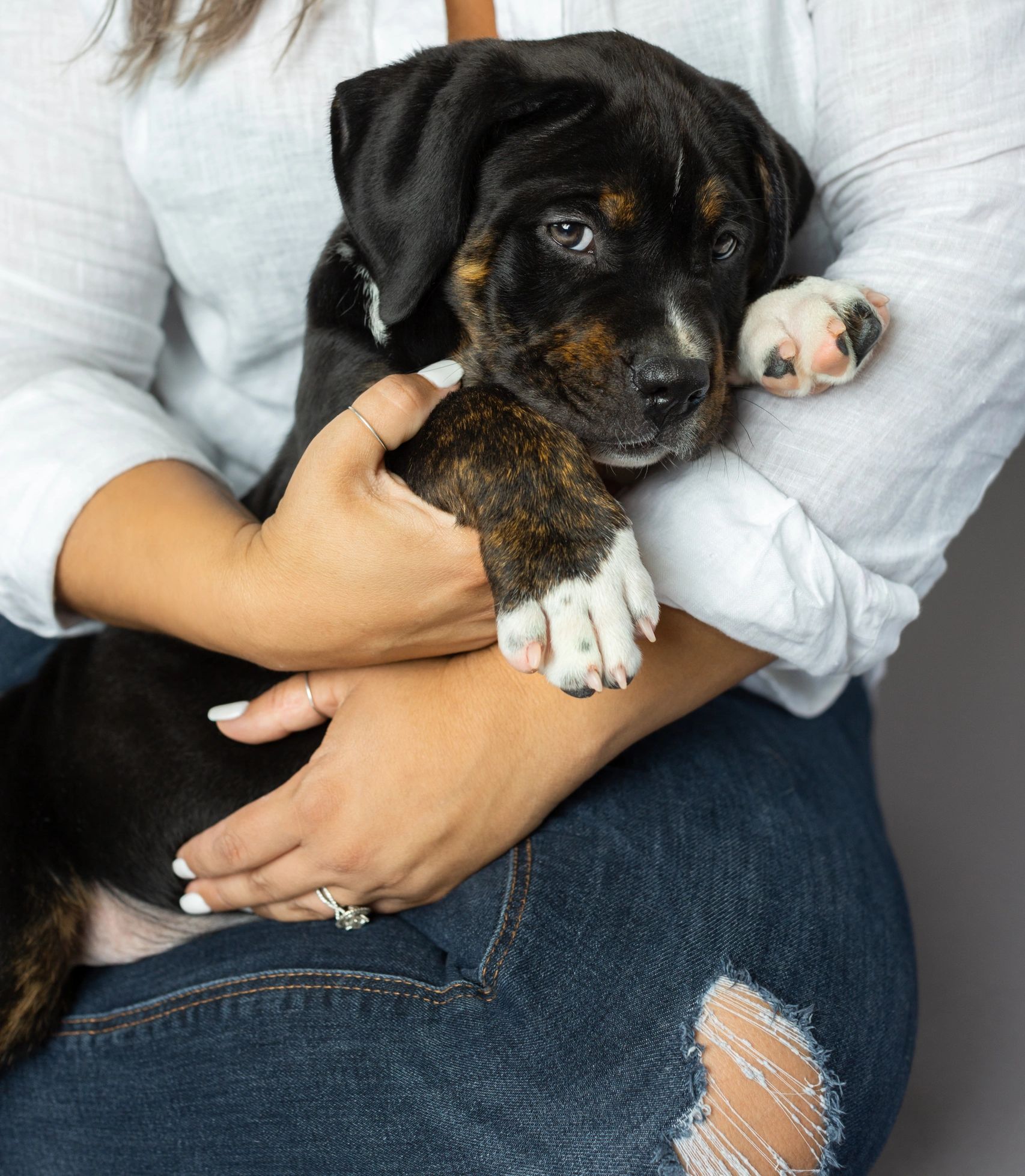American Bully Rottweiler Mix