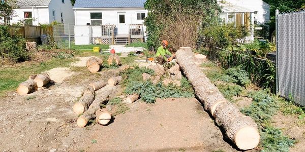 Edmonton Tree Service | Trusty Tree Services Edmonton