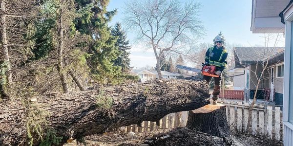 Edmonton Tree Service | Trusty Tree Services Edmonton