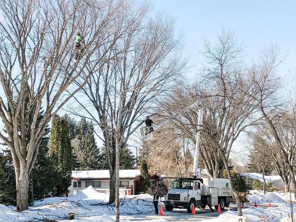 Edmonton Tree Service | Trusty Tree Services Edmonton