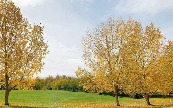 Grounds Maintenance | Trusty Tree Services Edmonton