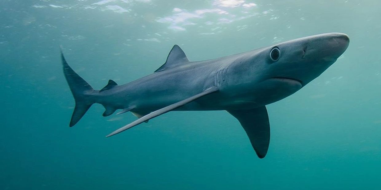 CORNISH FISHING - Shark Fishing Falmouth, Shark Fishing Cornwall